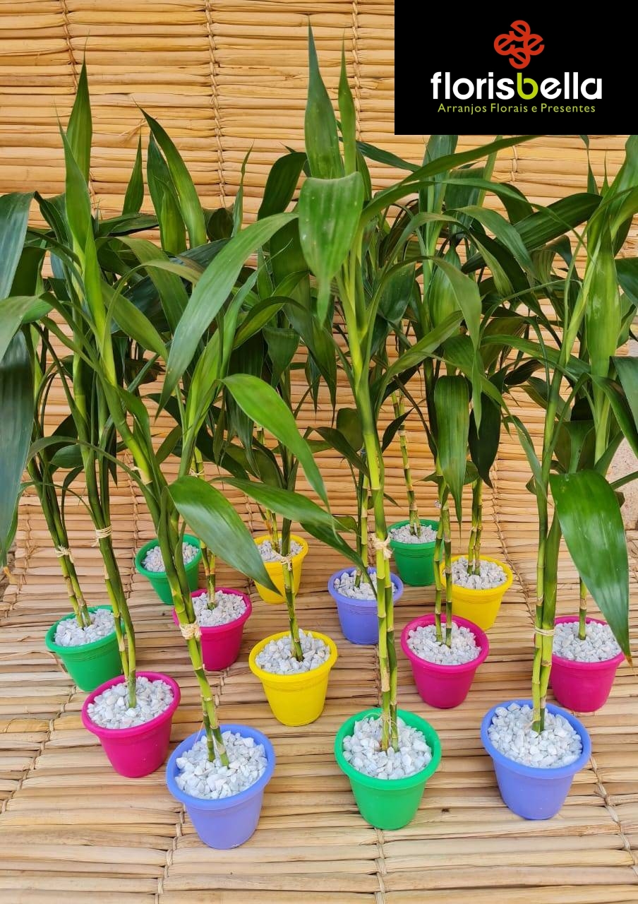 Bambu da Sorte - Florisbella - Matriz Campinas