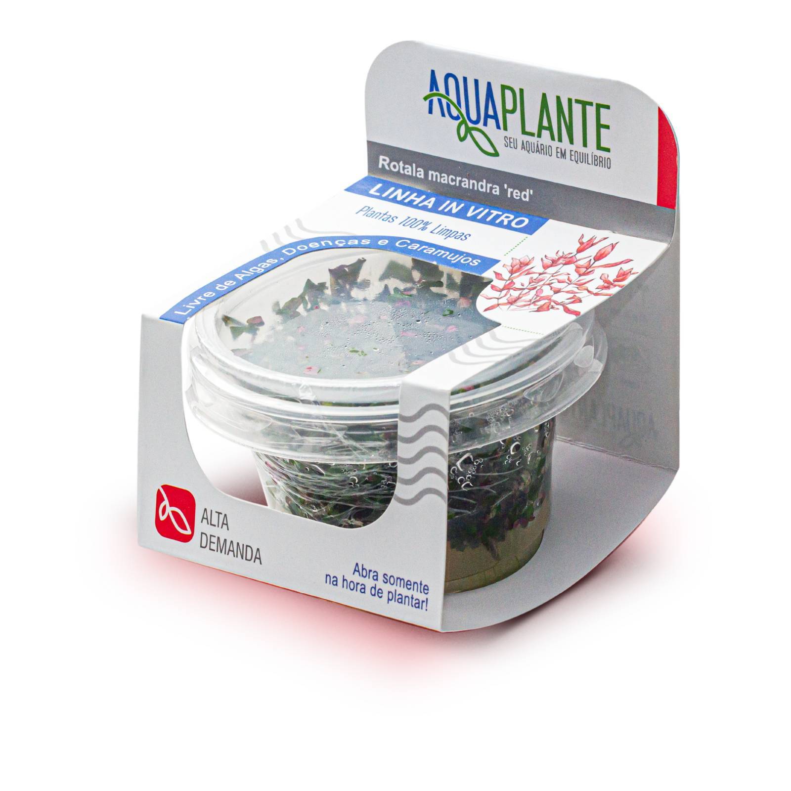 Rotala macrandra 'red' - Aquamazing Fish Store