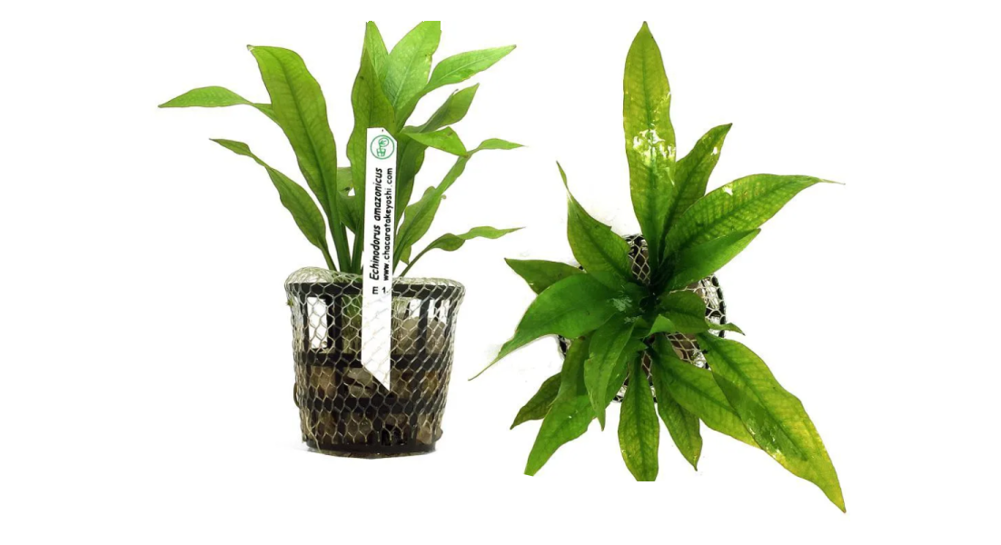 Echinodorus amazonicus - Aquamazing Fish Store